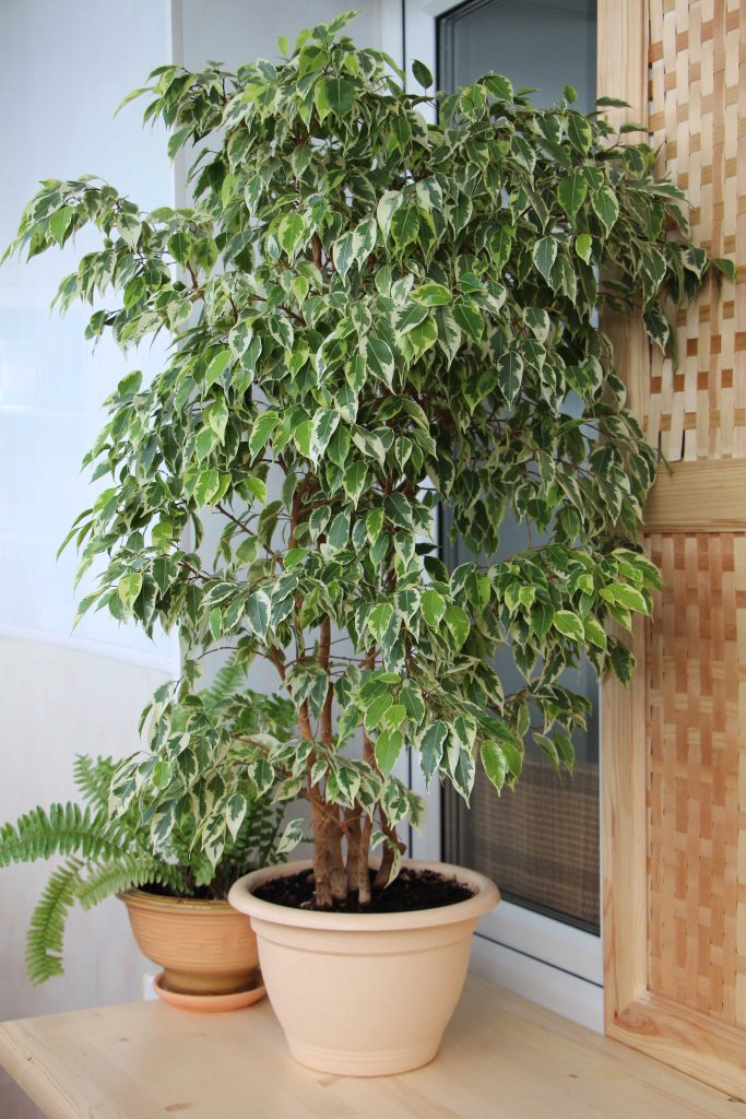 Ficusul, o plantă populară de interior - En Papuc