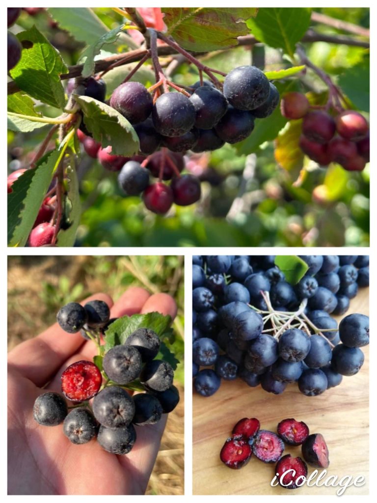 Afine ecologice în Târgoviște – plantația Bio Fruct Invest cultivă ...